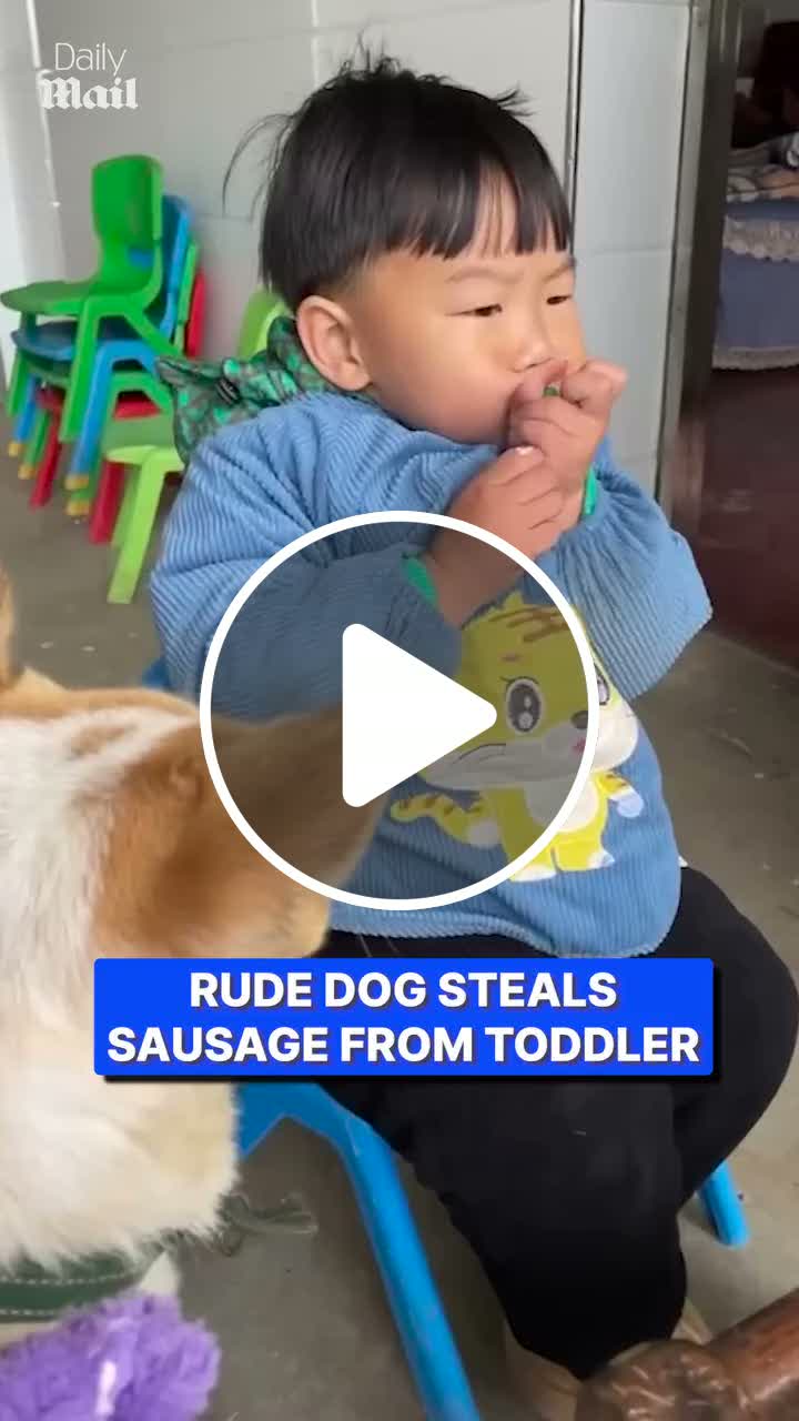 Rude dog steals sausage from toddler - NewsBreak