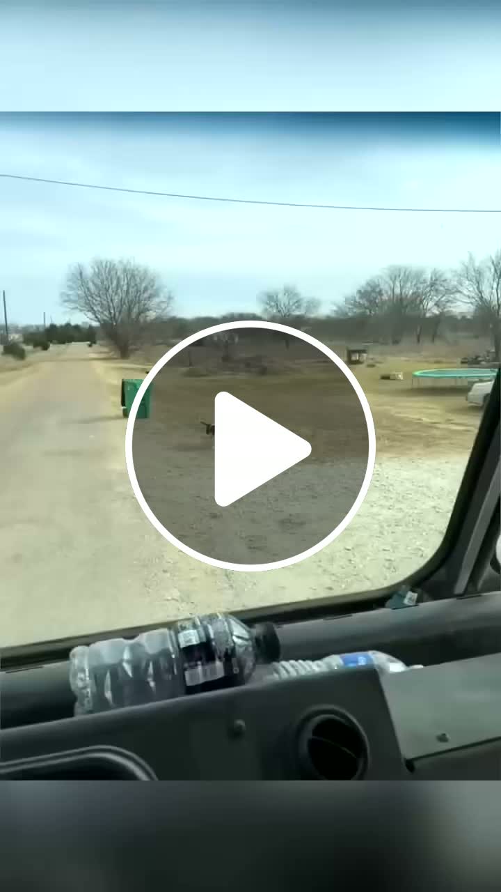 Delivery driver gives dogs treats at every stop 👏 - NewsBreak