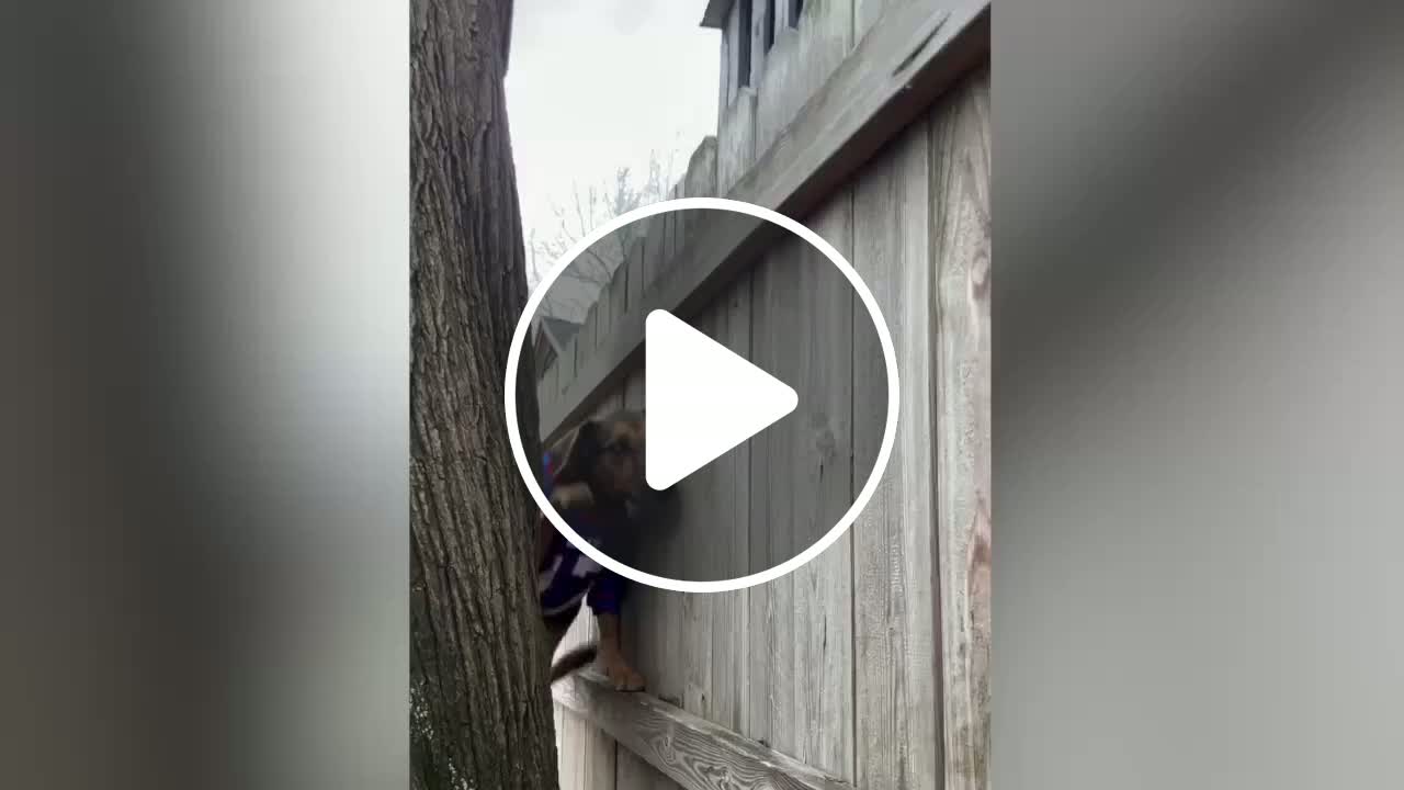 'She's literally climbed up there': Rescue dog loves scaling the fence ...