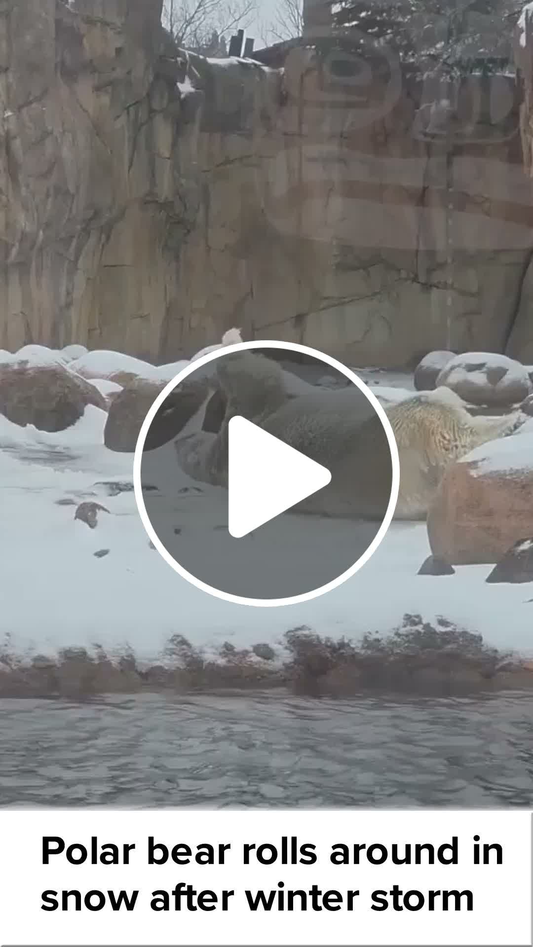 Polar bear rolls around in snow after winter storm - NewsBreak