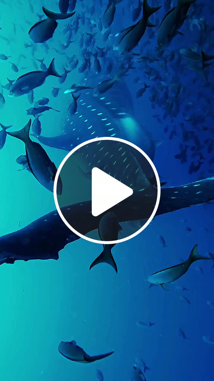 The Biggest Fish - The largest confirmed individual had a length of 188 ...