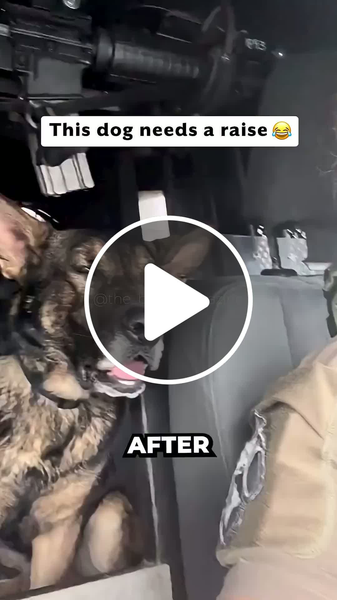 This K9 Needs Some Rest #shorts - NewsBreak