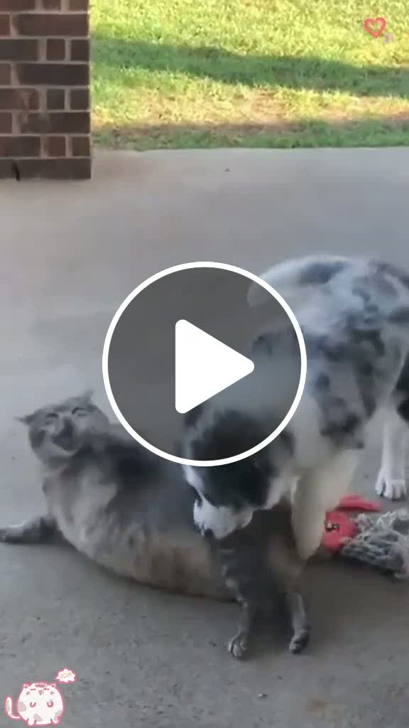 My cat is not fat #cat #funny - NewsBreak