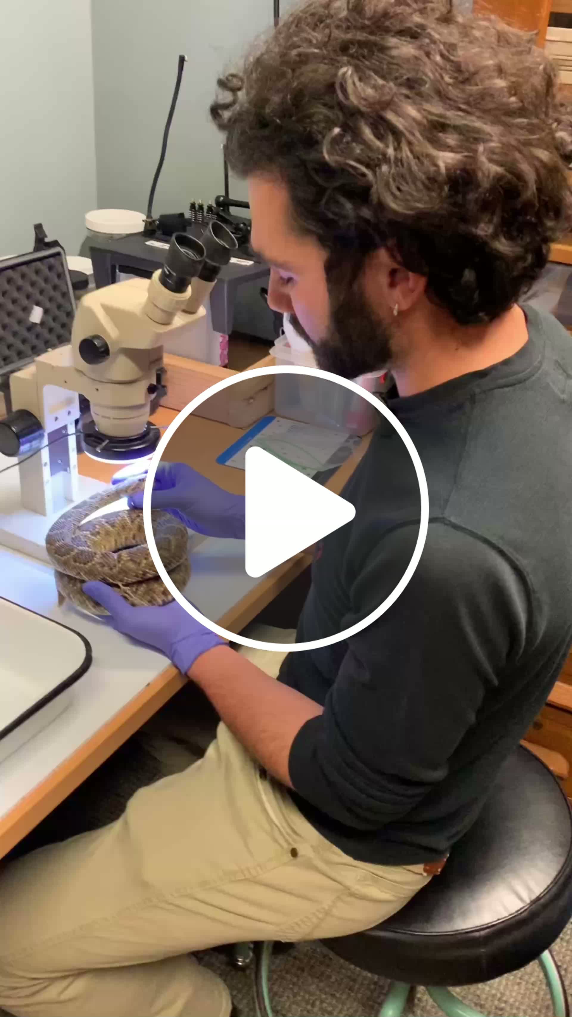 How do we coexist with venomous snakes in North Texas? - NewsBreak