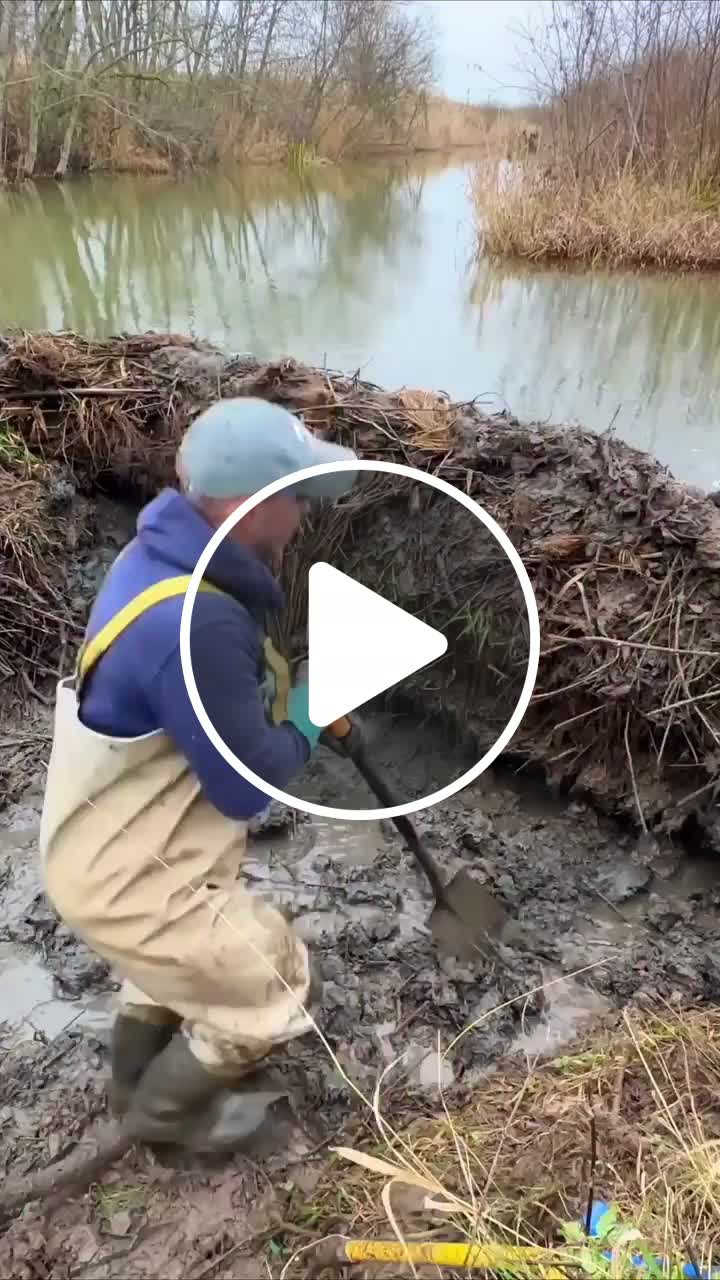 Watch this beaver’s dam suddenly collapse—so satisfying to see nature ...