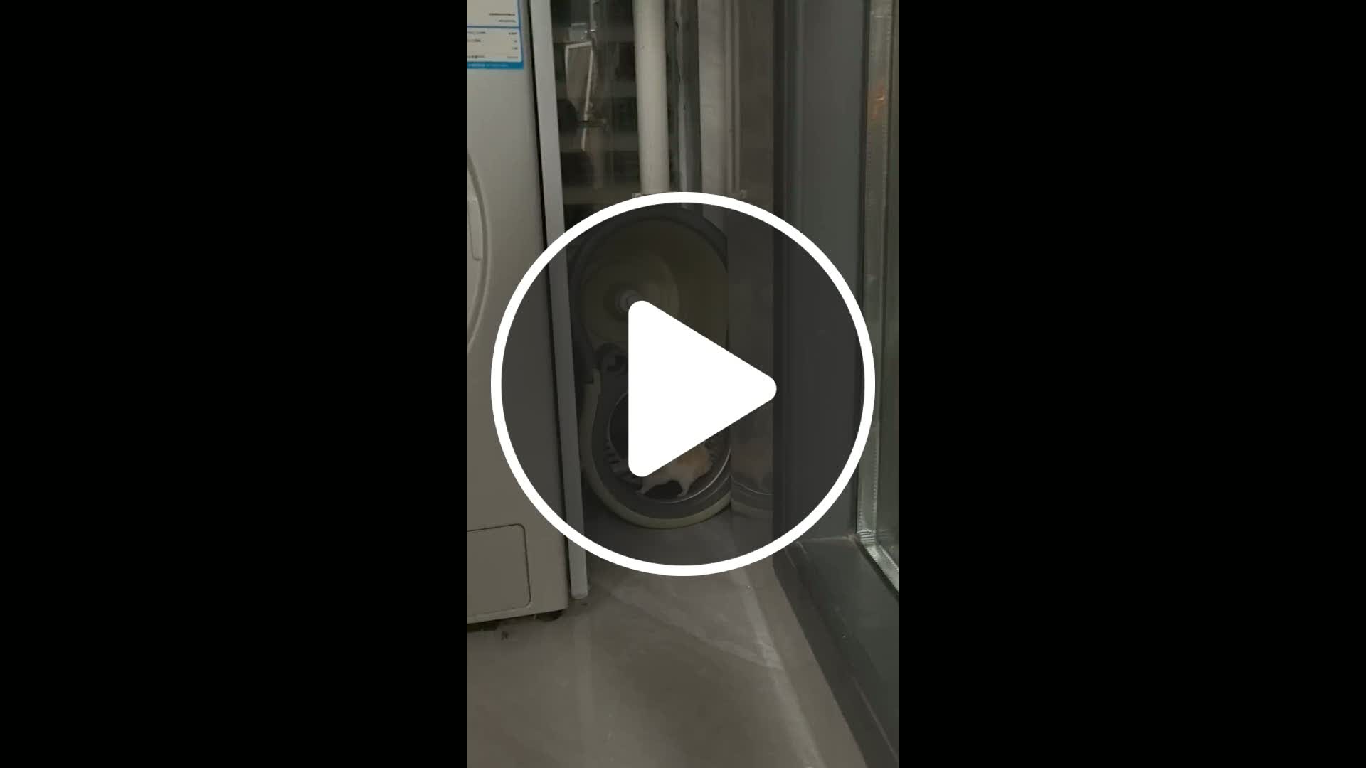 China: Headless fish in hunan moves across tank by opening and closing ...