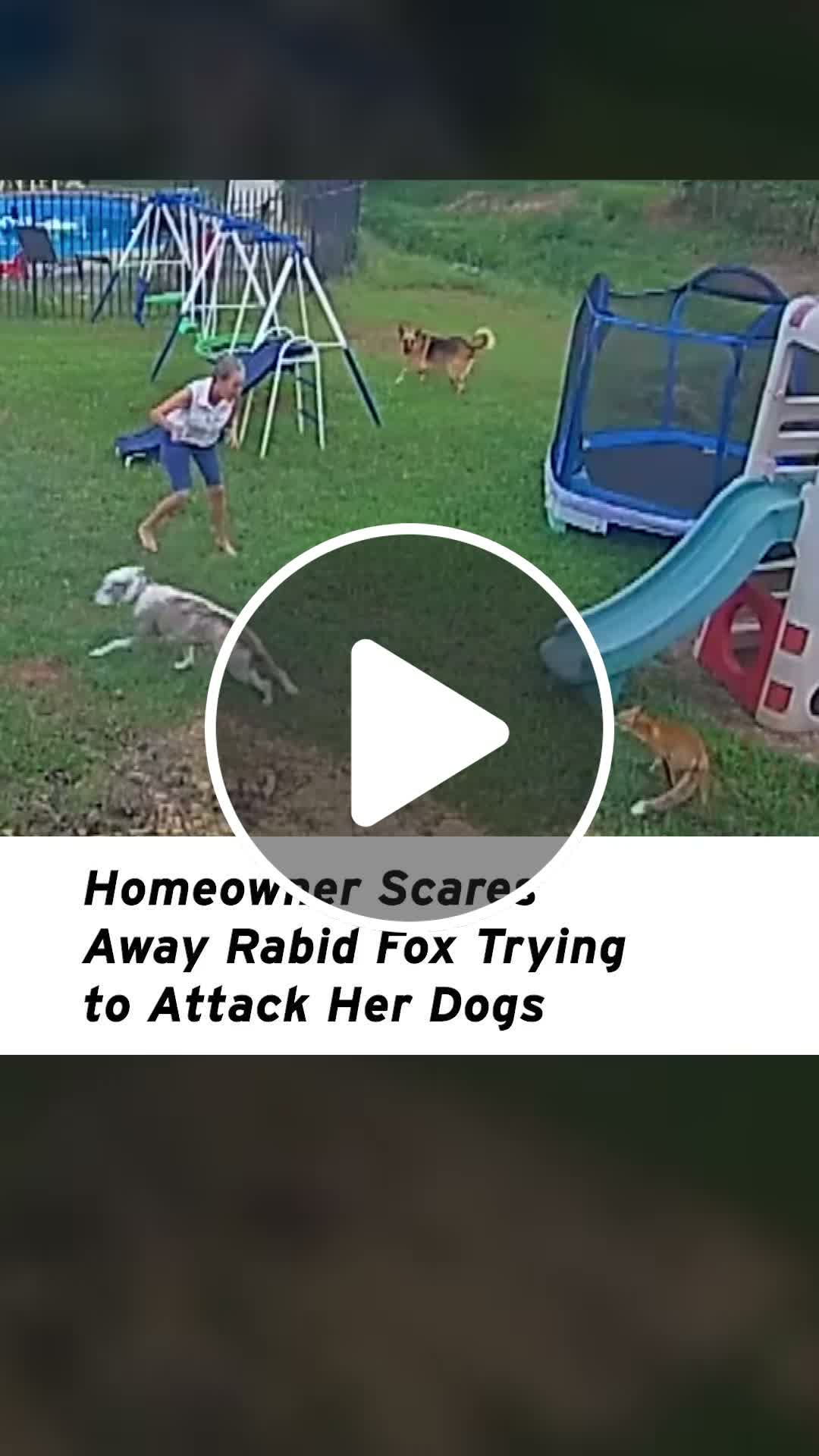 Shocking video shows the moment a homeowner saved her beloved animals ...