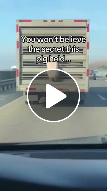 The pig lived happily ever after 🤯 ️ - NewsBreak