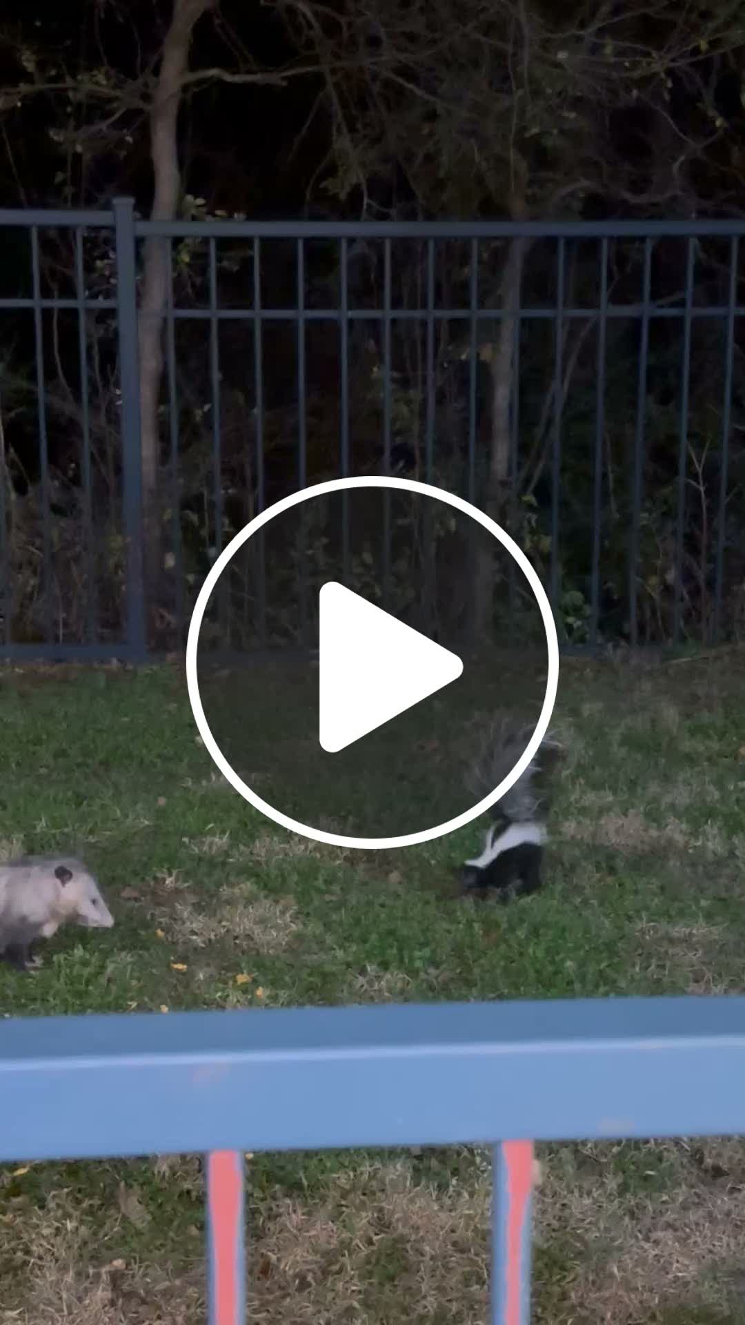 Skunk attacks opossum during balcony snack in Round Rock, USA - NewsBreak