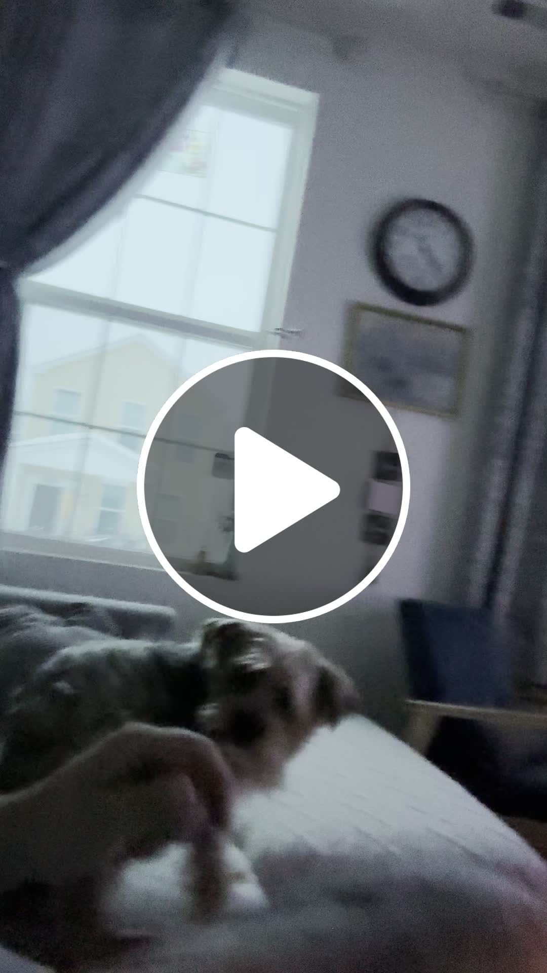 This Yorkie called Mr. Toby is very vocal and very opinionated unreal 💕 he was frustrated about ...