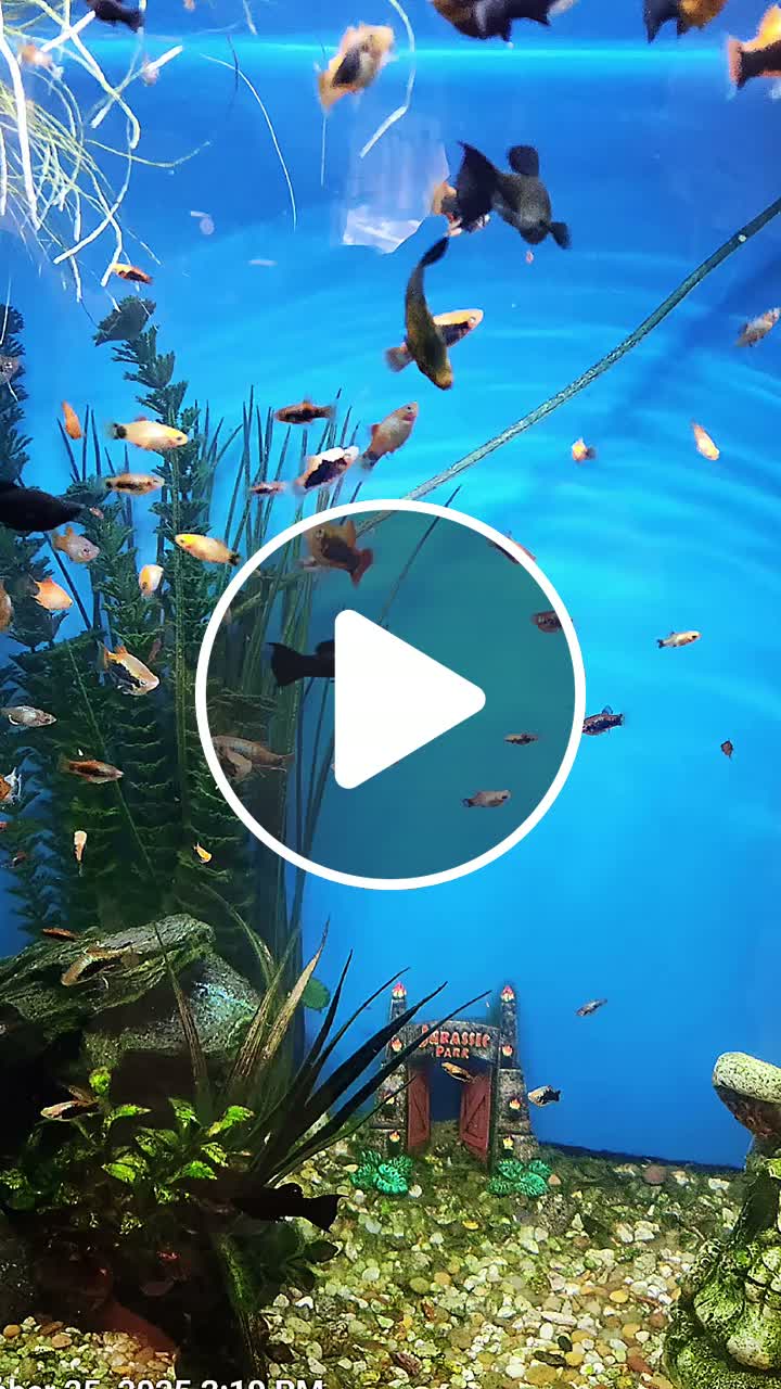 #CapCut created by El Chapo45 with Reminder Hub 🕊️’s original sound ...