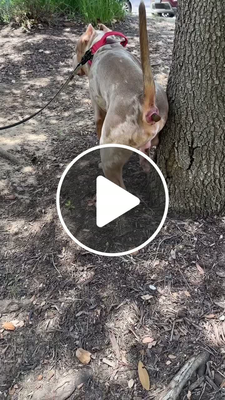 He loves pooping on trees!!! - NewsBreak
