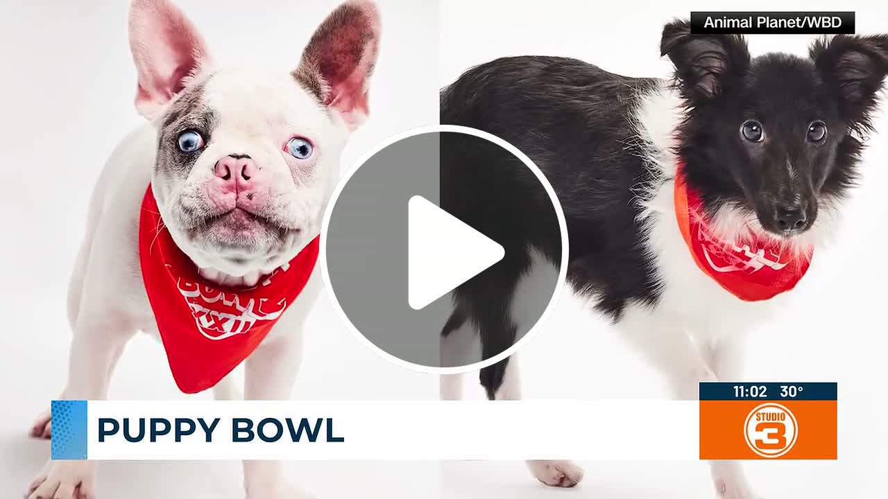 Mardi Gras celebrations at Gumbo Stop Cafe - NewsBreak