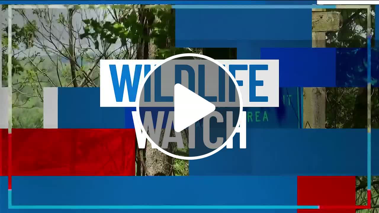 Vermont bat rehabbers see surge in winter rescues - NewsBreak