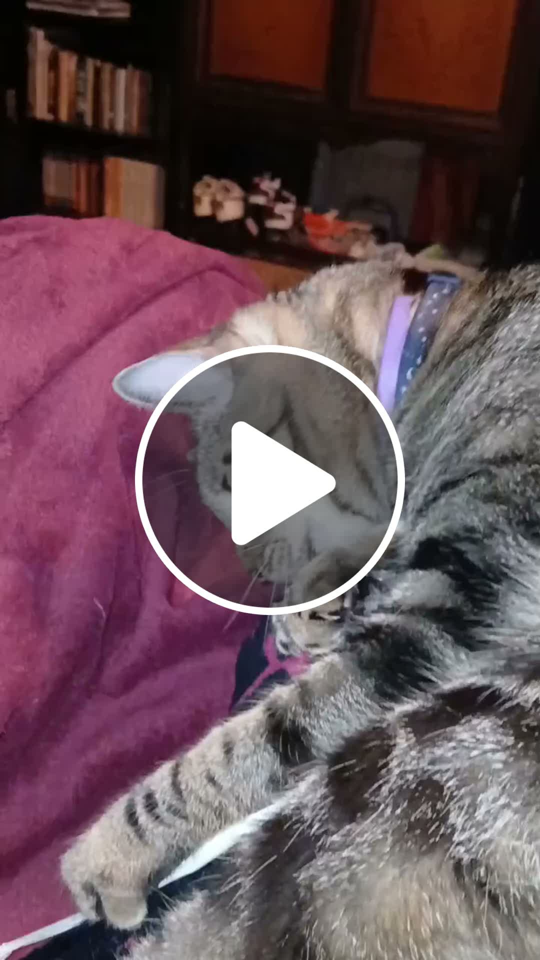 Ummm Tiger,,, u do know ur layn on me right 😂 - NewsBreak