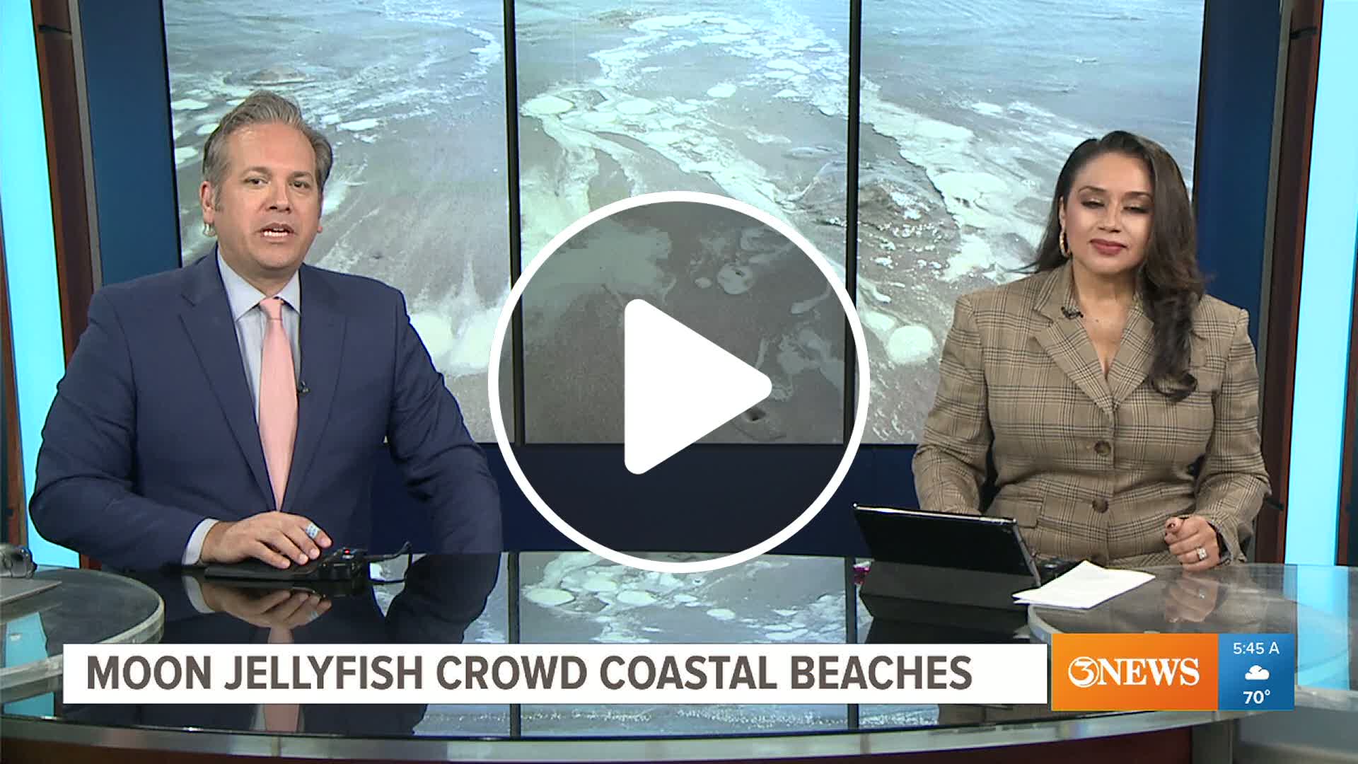 Moon jellyfish crowd coastal beaches - NewsBreak