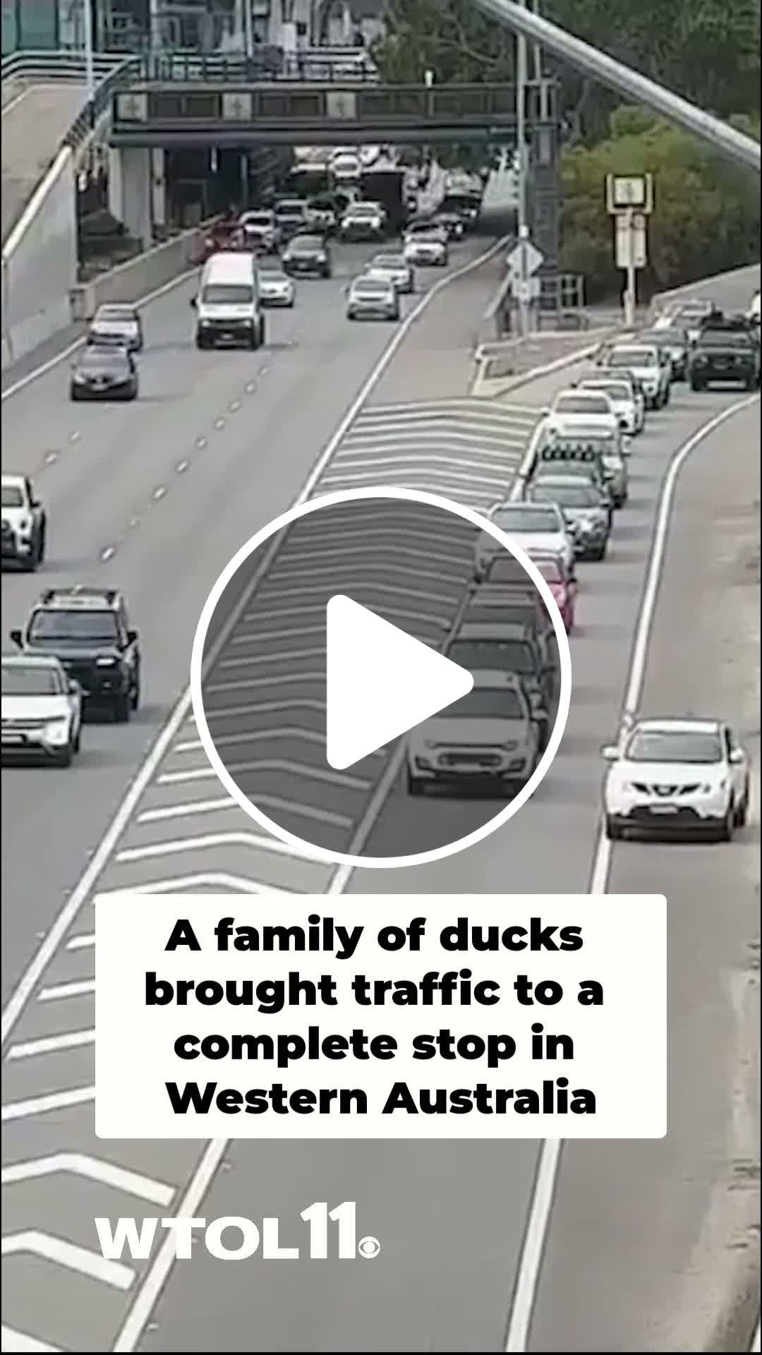 Family of ducks stop traffic for miles on busy freeway - NewsBreak