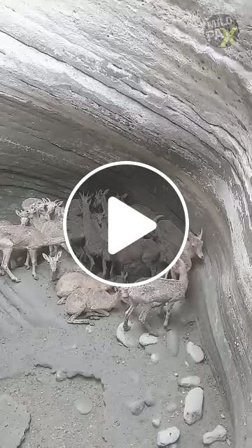 24 Wild Animals Trapped With No Water — Their Rescue Will Shock You 😢💔 ...