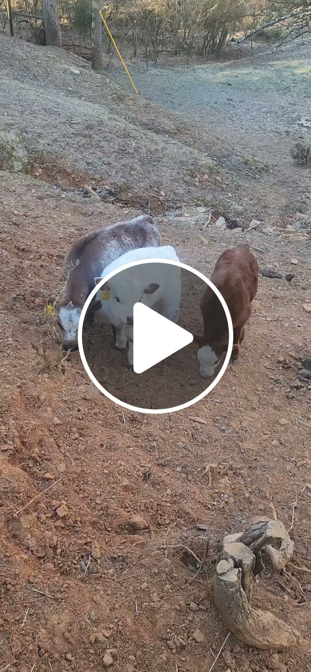 Three Shorthorn Plus steer calves under six weeks old 🐄 Follow for real ...