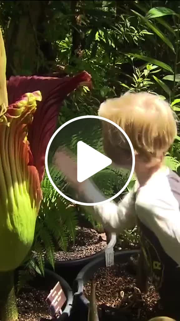 Adelaide Botanic Garden is set to have a rare bloom in an extraordinary ...