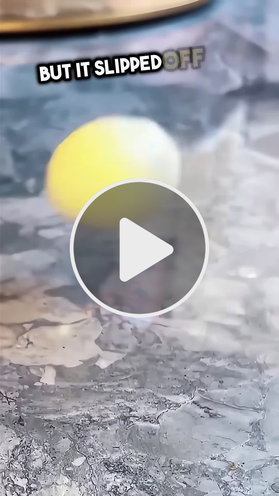 He Chased the Egg Across the Whole House Then This Happened - NewsBreak