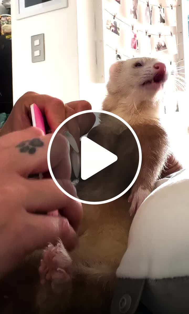 5 ferret siblings love to wrestle with their cat brother and go with Mom to the beach - NewsBreak