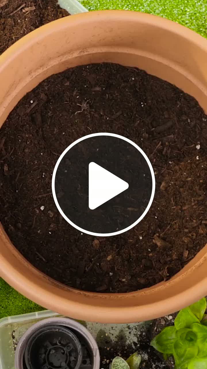 Fit many plants in one big pot - NewsBreak