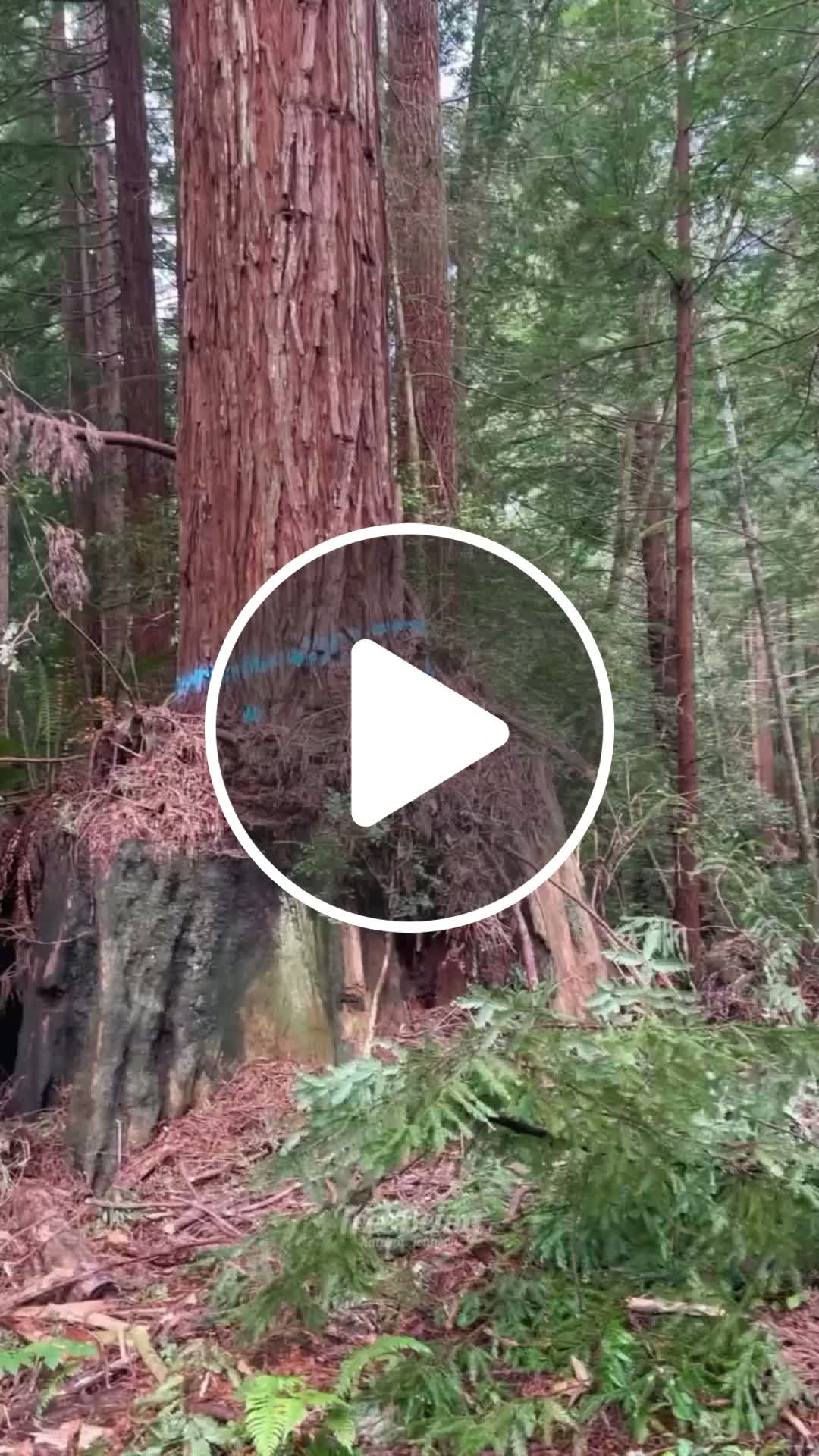 I often get asked about stump height in the redwoods. Here’s an example ...