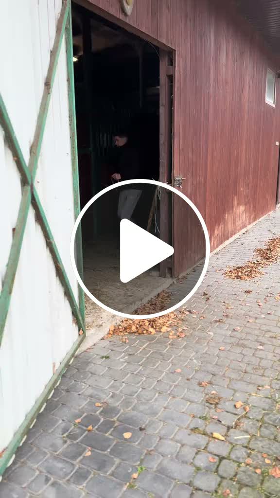 What breed of the horse is this 🐎🐎? - NewsBreak