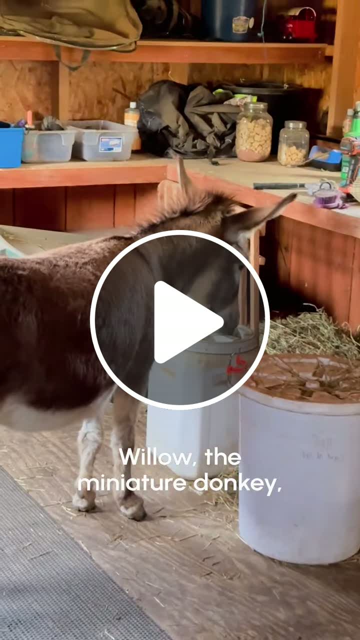 Donkey - NewsBreak