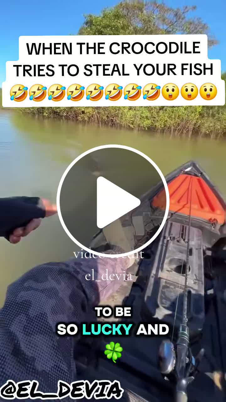 #crocodile #croc #alligator #alligators #alligatorsoftiktok #colombia ...