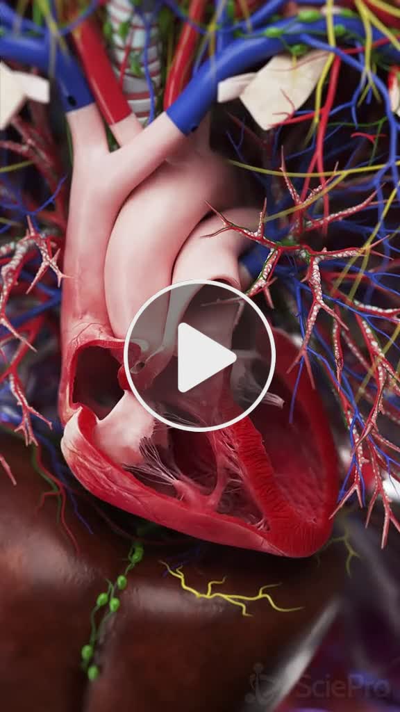 💓 The Beating Heart in Action! 💓 Watch as our cross-sectional animation ...