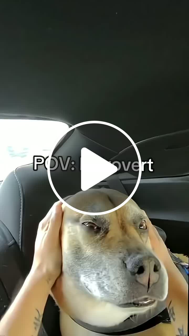 Doggy rizz 💀 ft OBI #rizz #extrovert #pets #animals #girl #public #pov ...