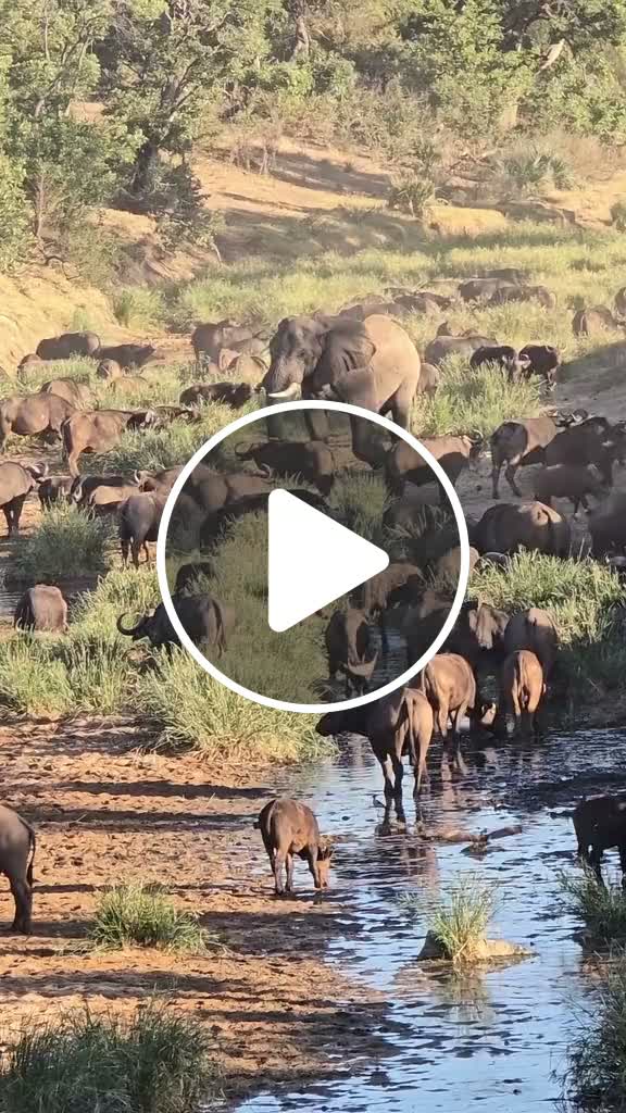 Respect nature, respect wildlife 🌍 Follow to see the beauty of the wild ...