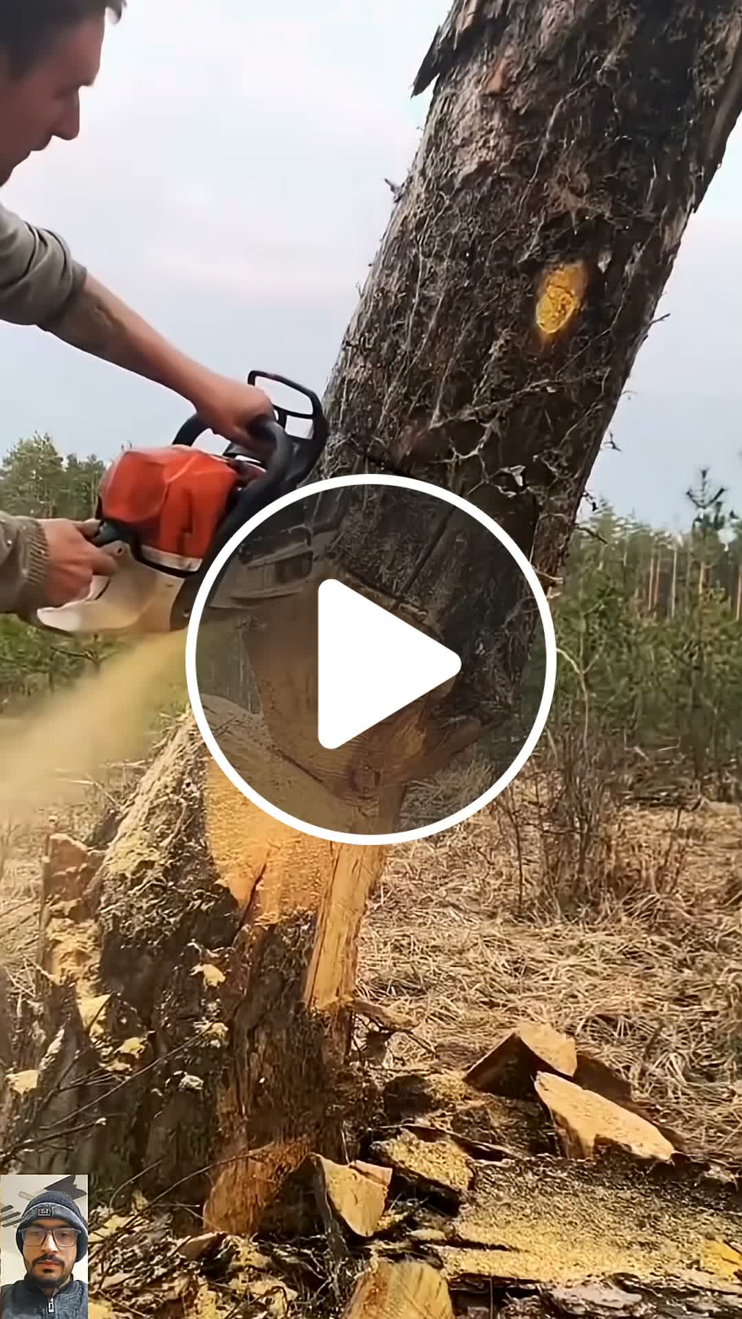 cutting tree#tree#wood#cutting #downtree#viral - NewsBreak