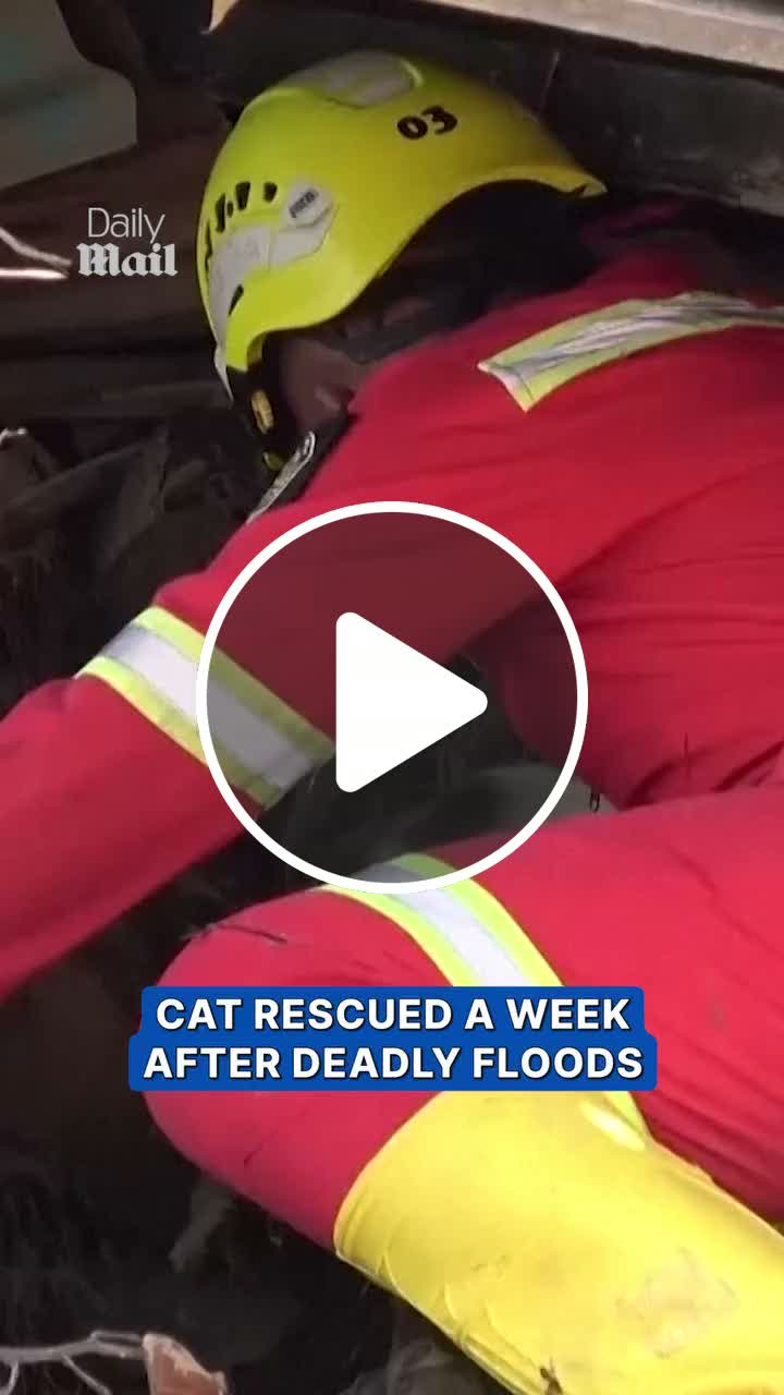 The one-year-old kitty, Embul ( Chubby ), was trapped in their familys ...