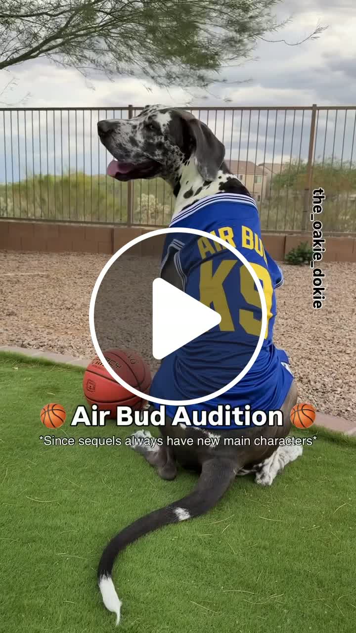 Cast your vote for Air Millie 2026 #airbuds #tryouts #dog #basketball # ...