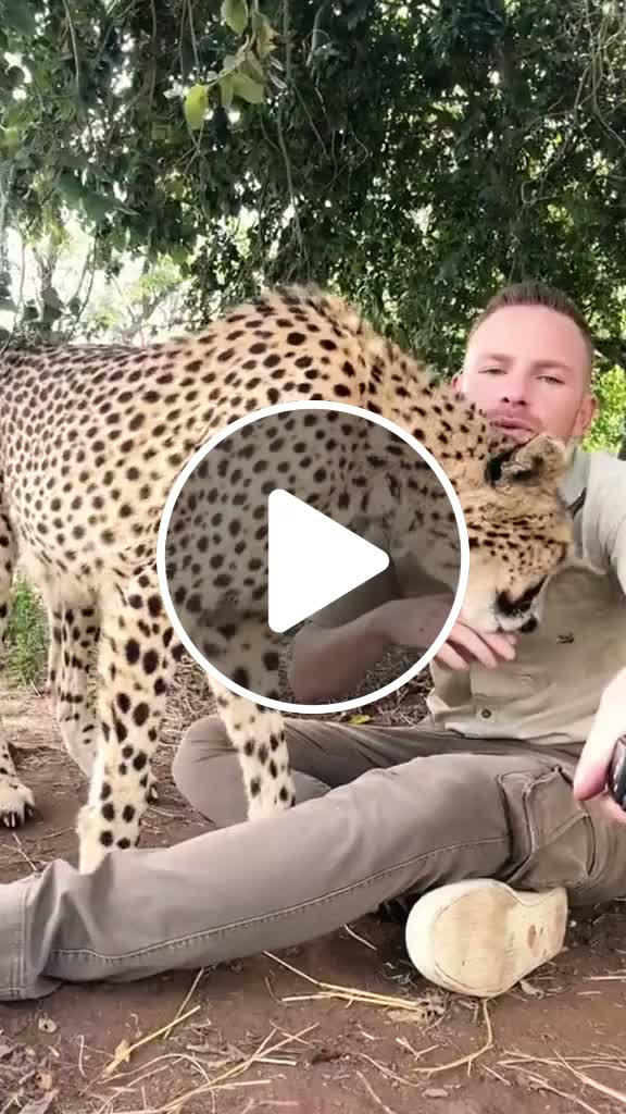 when humans approach cheetahs they are often very friendly - NewsBreak