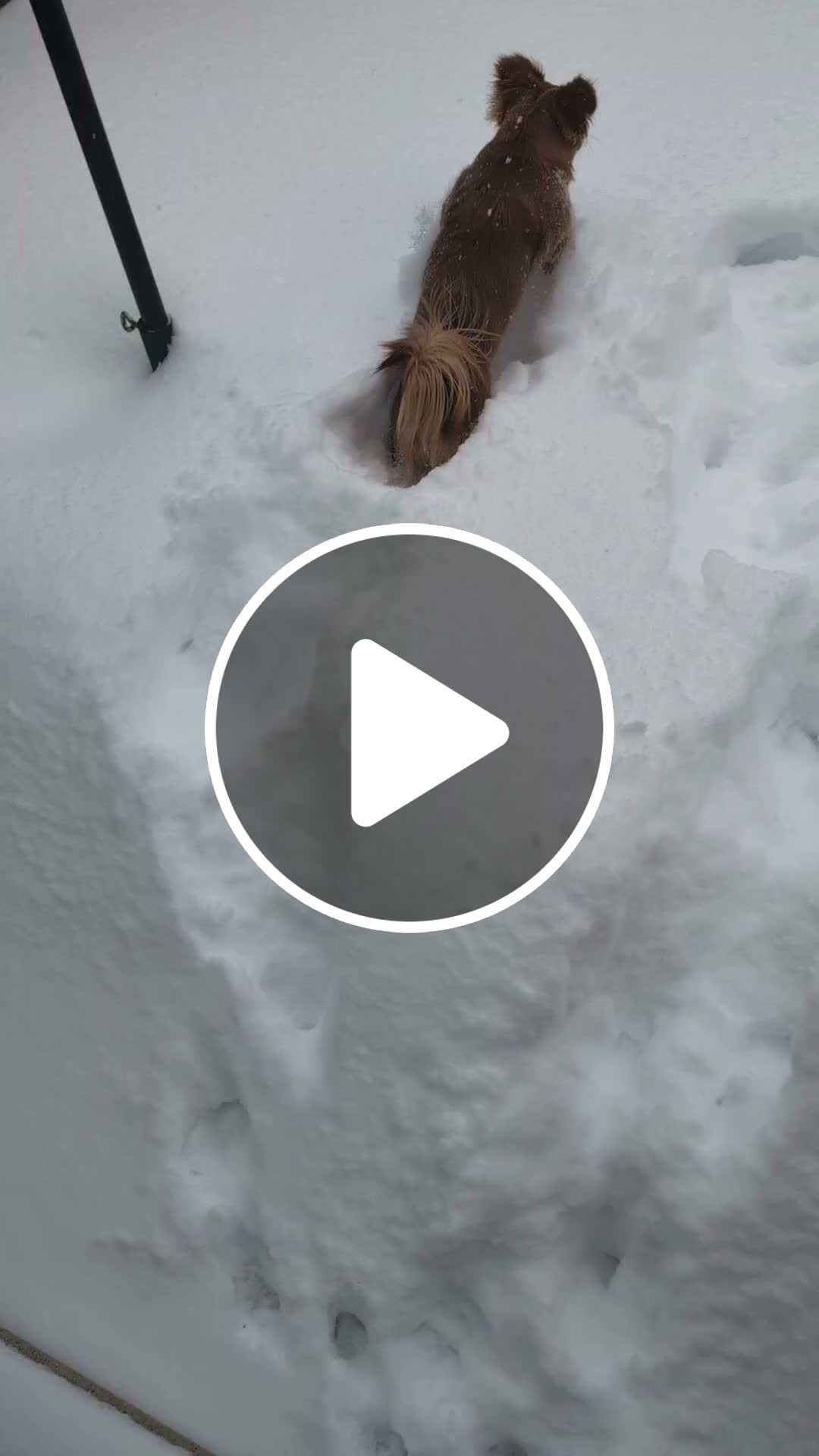 Snow falling soft and steadyThe world goes quiet& Sunnie comes alive ...